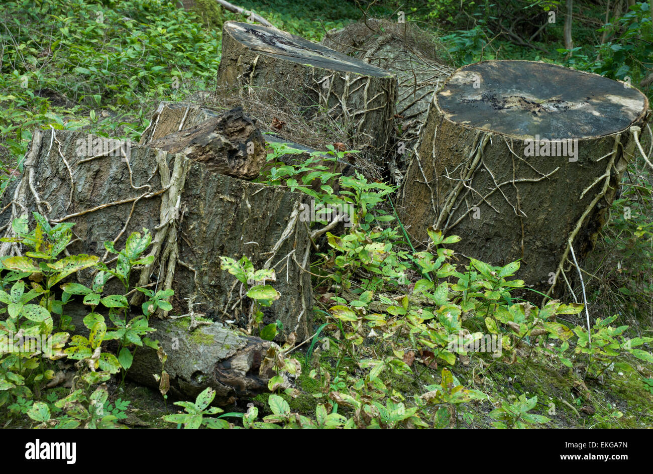 Fire stump hi-res stock photography and images - Alamy