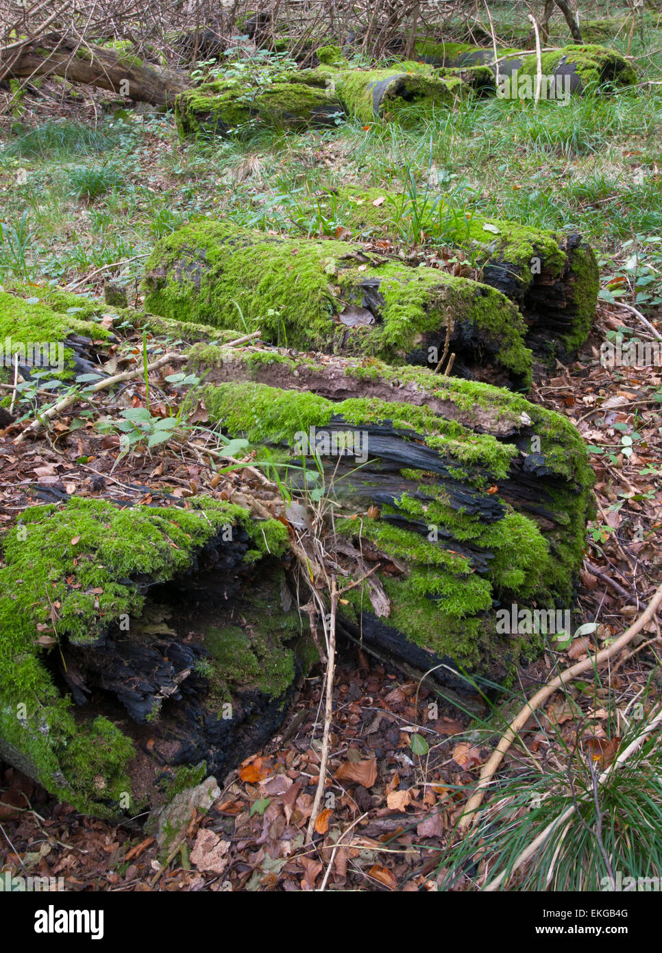 Moss covered logs rotting on woodland floor Stock Photo - Alamy