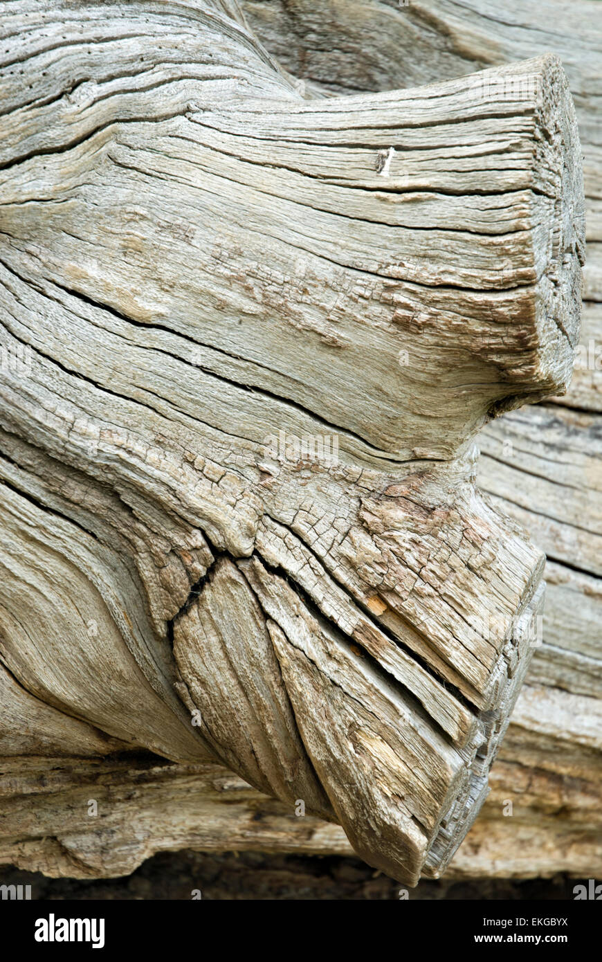 A decaying tree stump Stock Photo - Alamy