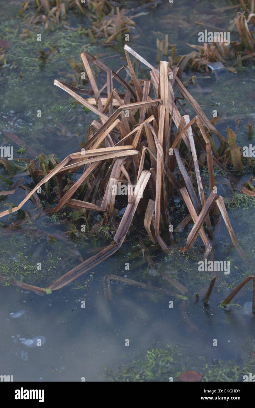 Water reeds frozen in a pond Stock Photo - Alamy