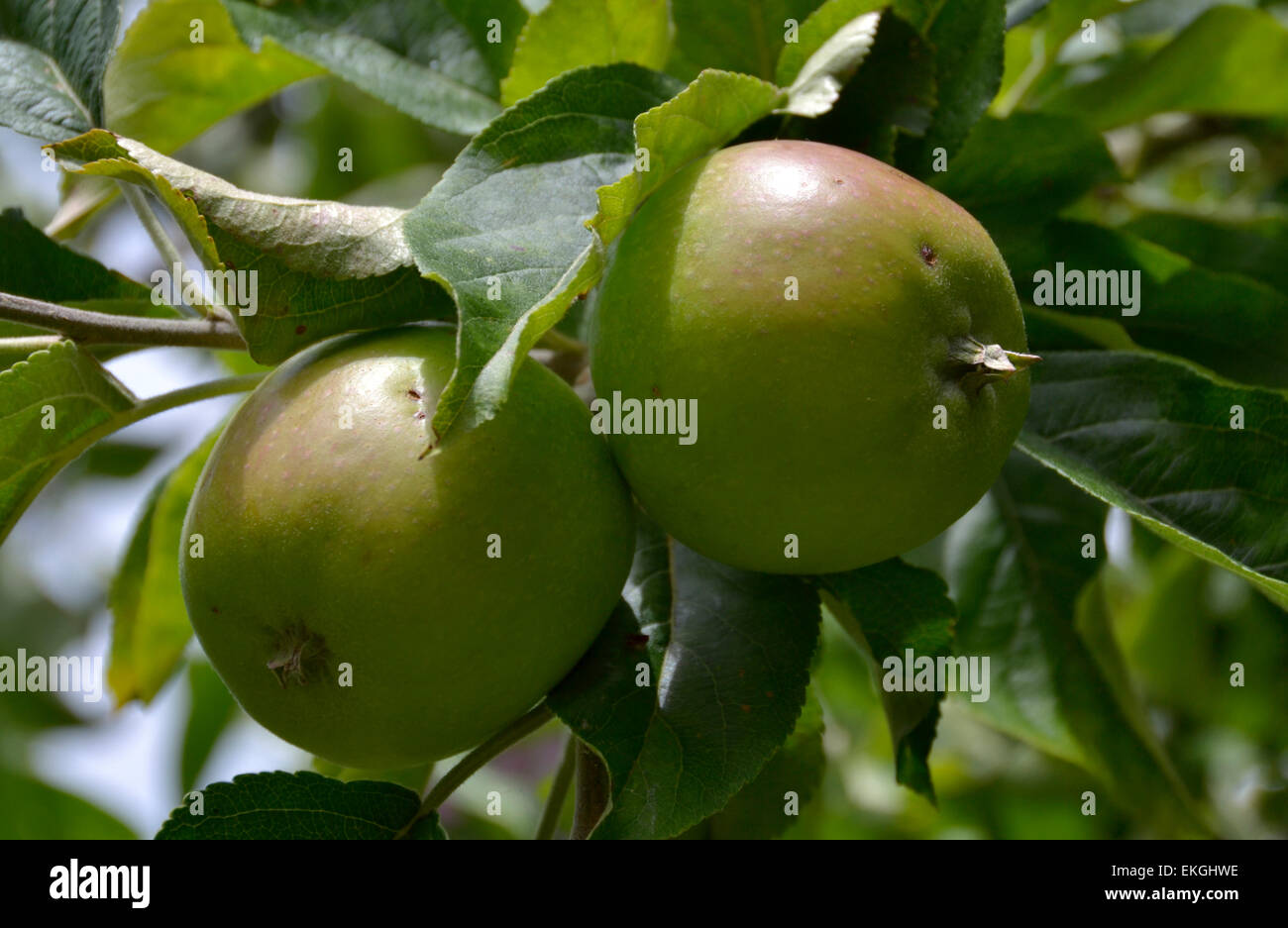 Well ripe hi-res stock photography and images - Alamy