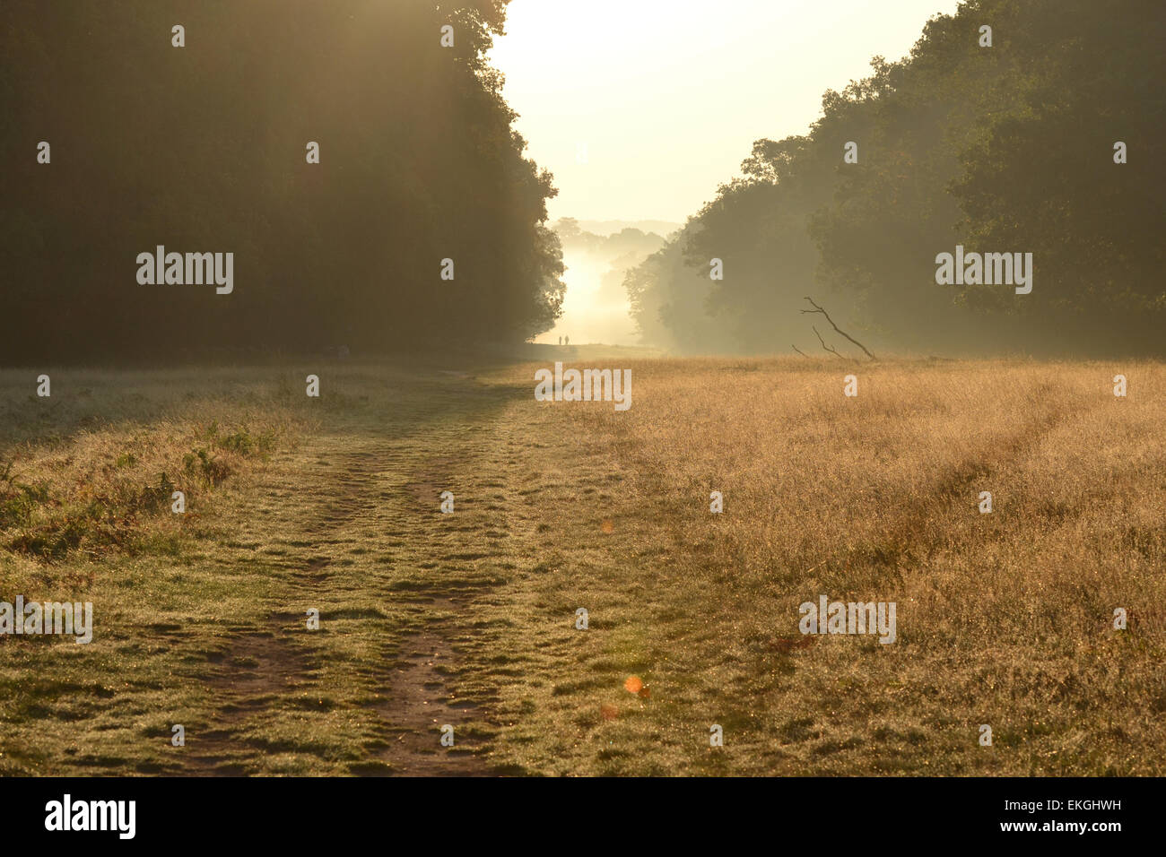 Sunrise meadow path Stock Photo - Alamy