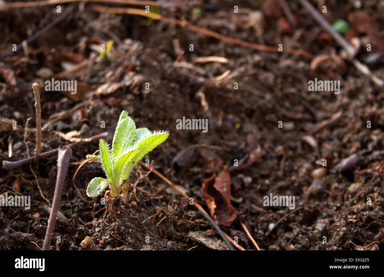 seedling is coming out in early spring Stock Photo - Alamy