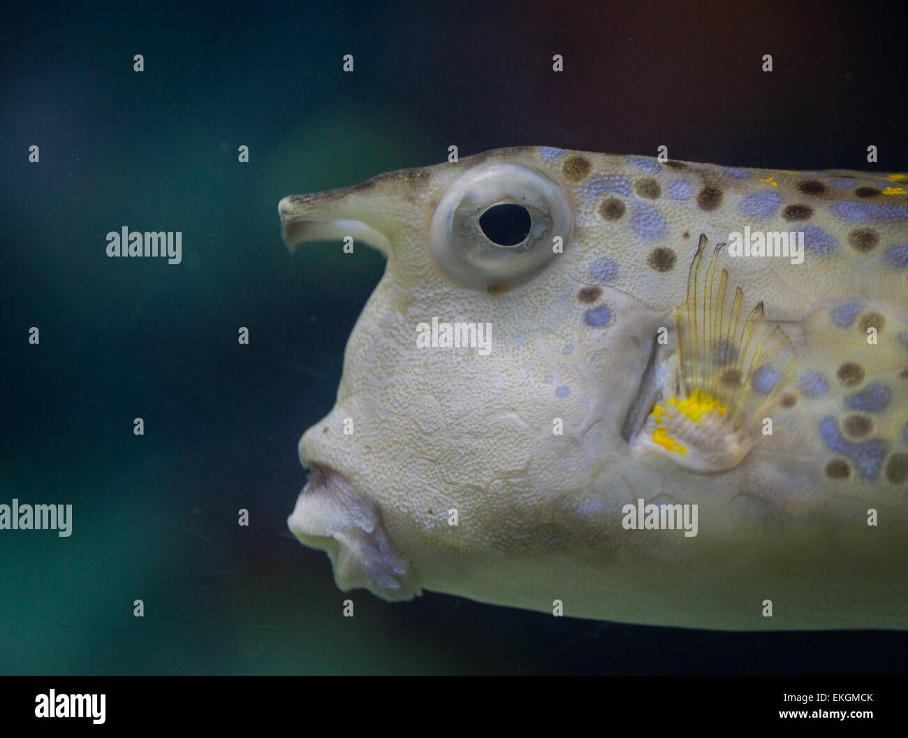 Fish colours hi-res stock photography and images - Alamy