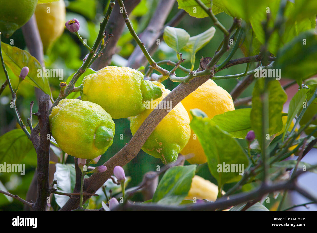 Growing lemons hi-res stock photography and images - Alamy