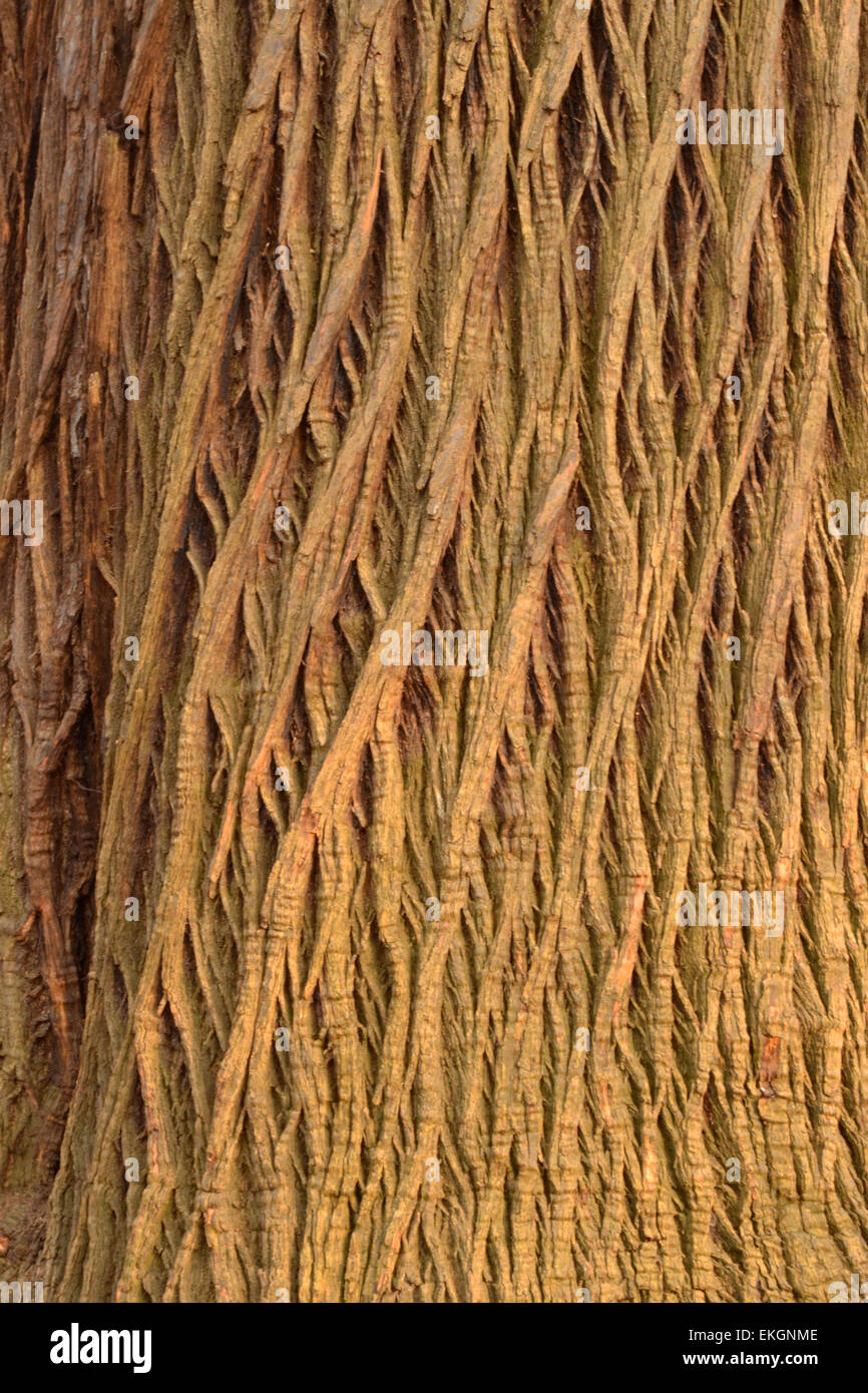 criss cross tree bark Stock Photo - Alamy
