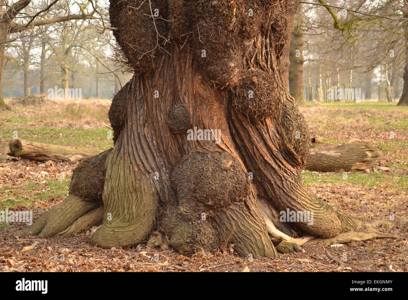 Knobbly bark hi-res stock photography and images - Alamy