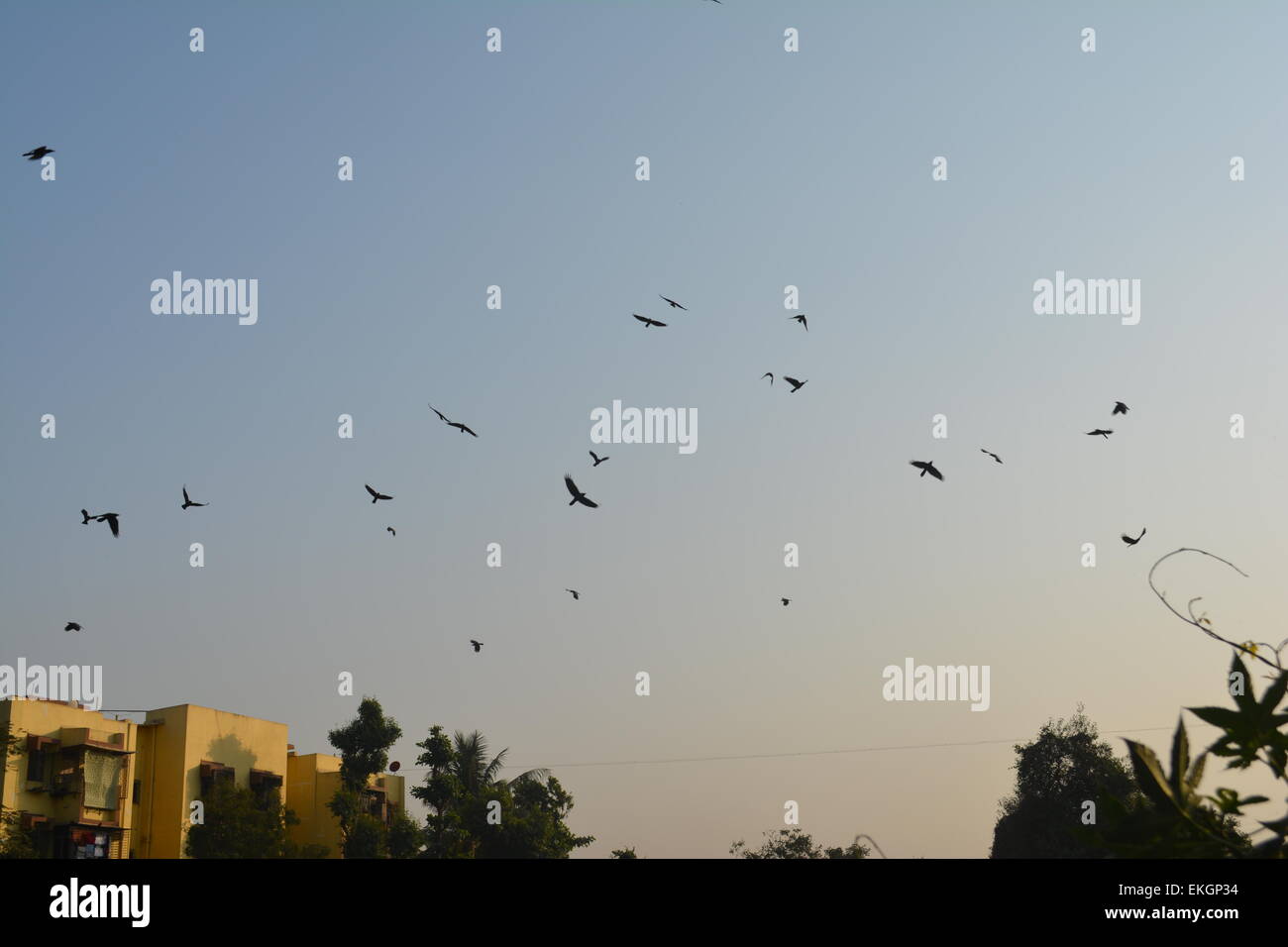 Crows flying hi-res stock photography and images - Alamy