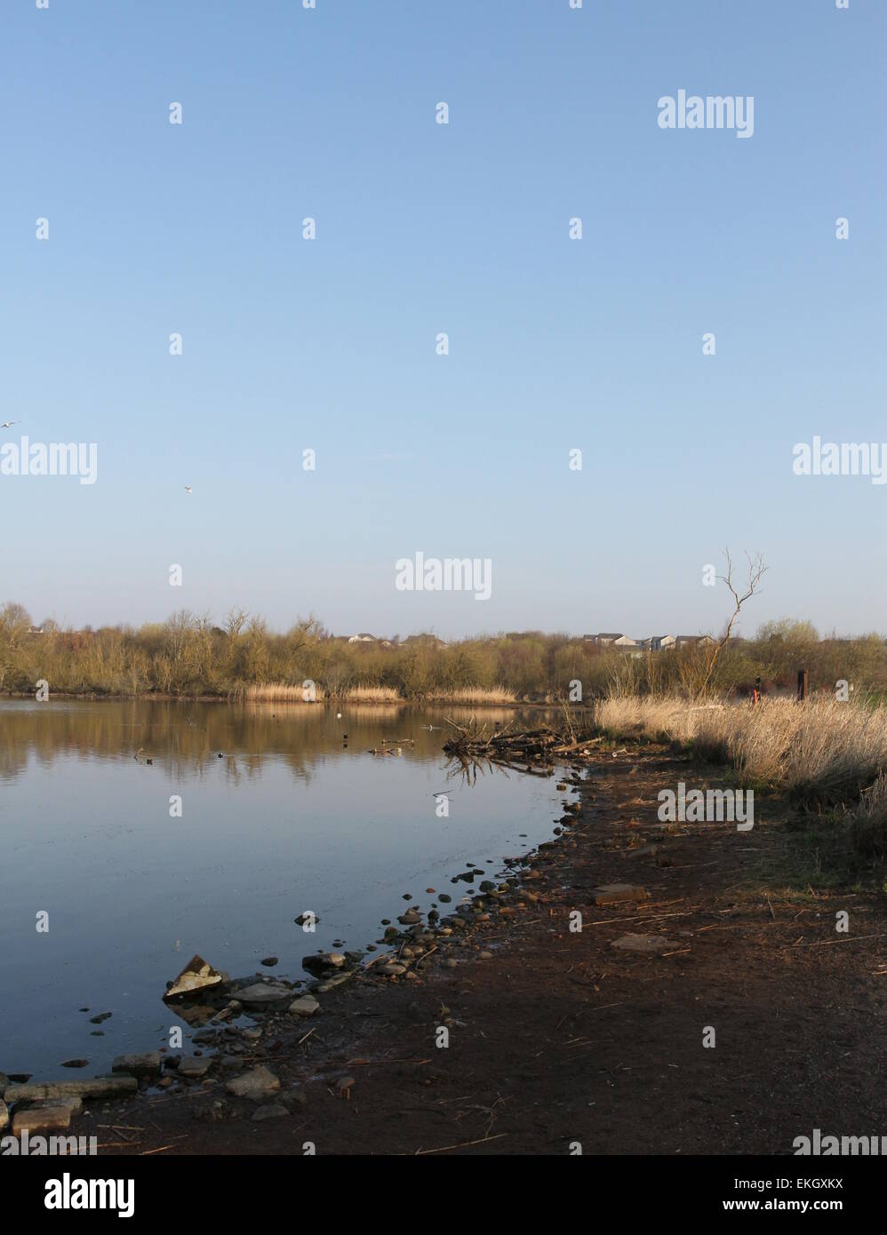 Forfar loch scotland hi-res stock photography and images - Alamy