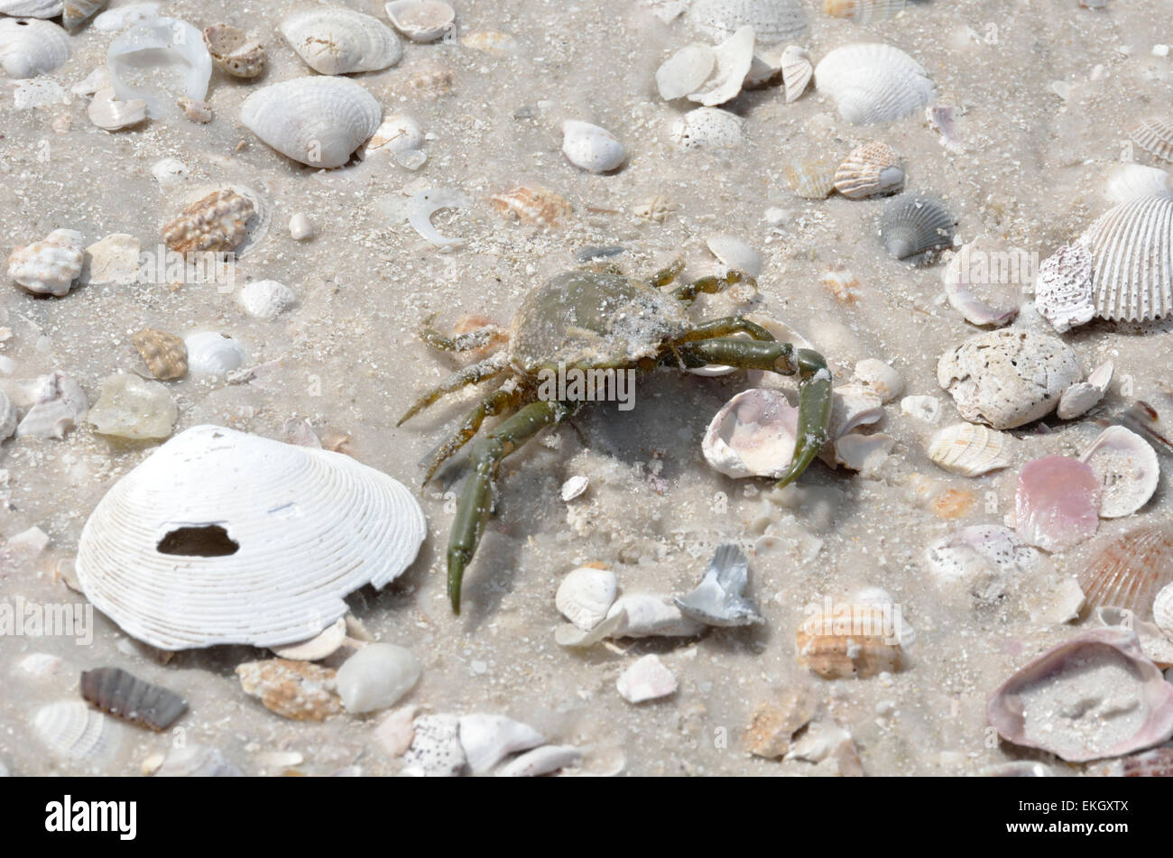 Dead Crab on Beach & Sea Shells Stock Photo - Alamy