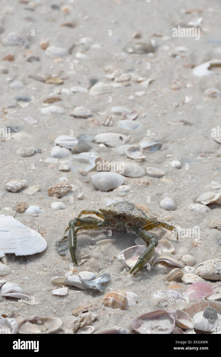 Dead Crab on Beach & Sea Shells Stock Photo - Alamy