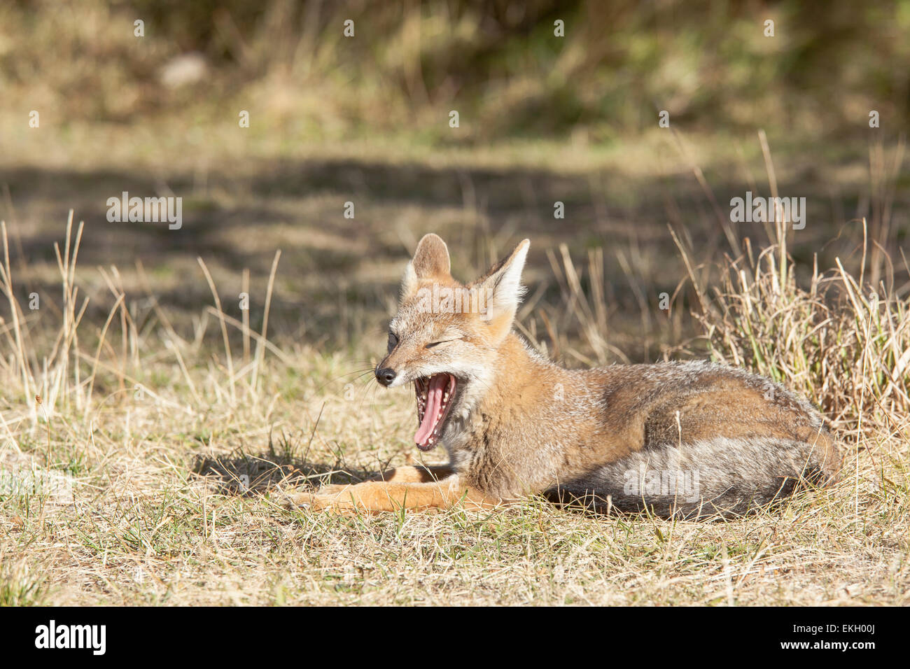 Fox lying down hi-res stock photography and images - Alamy