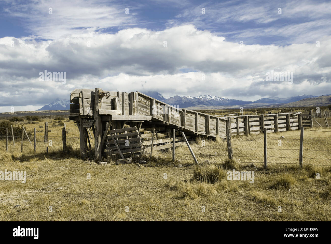 Loading sheep hi-res stock photography and images - Alamy