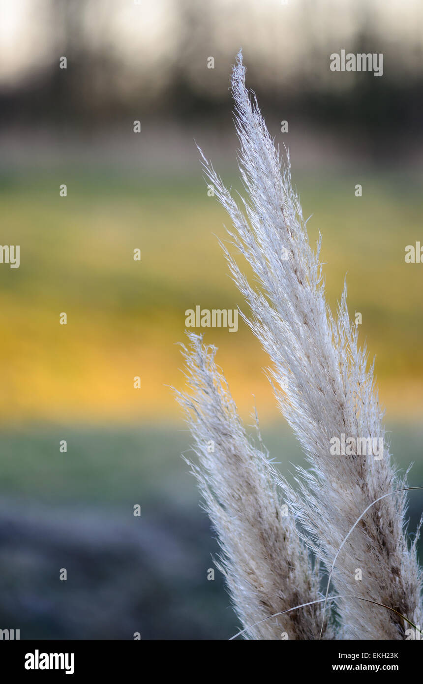 Field at golden hour hi-res stock photography and images - Alamy