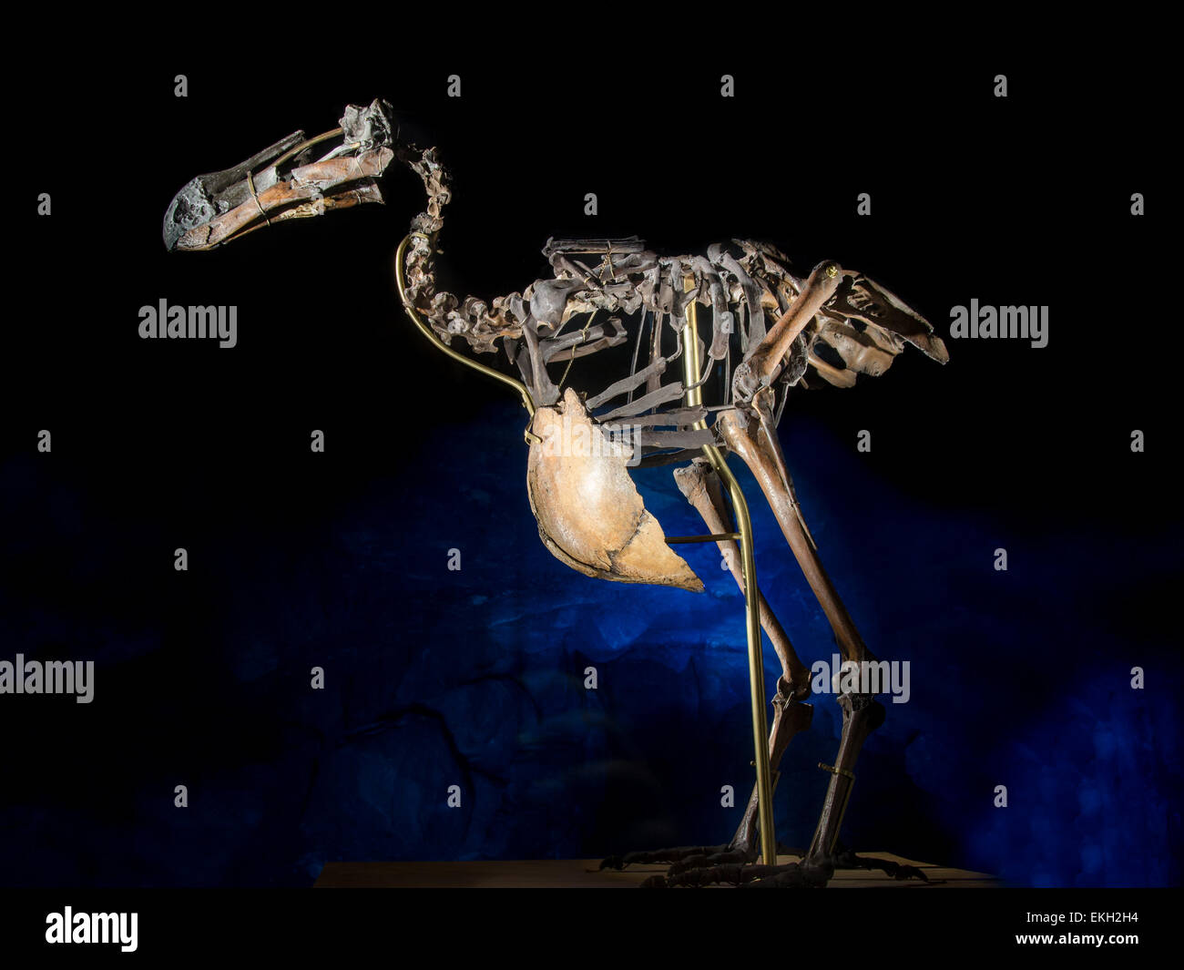 Dodo Bird Skeleton The Oxford Dodo | Oxford University Museum Of