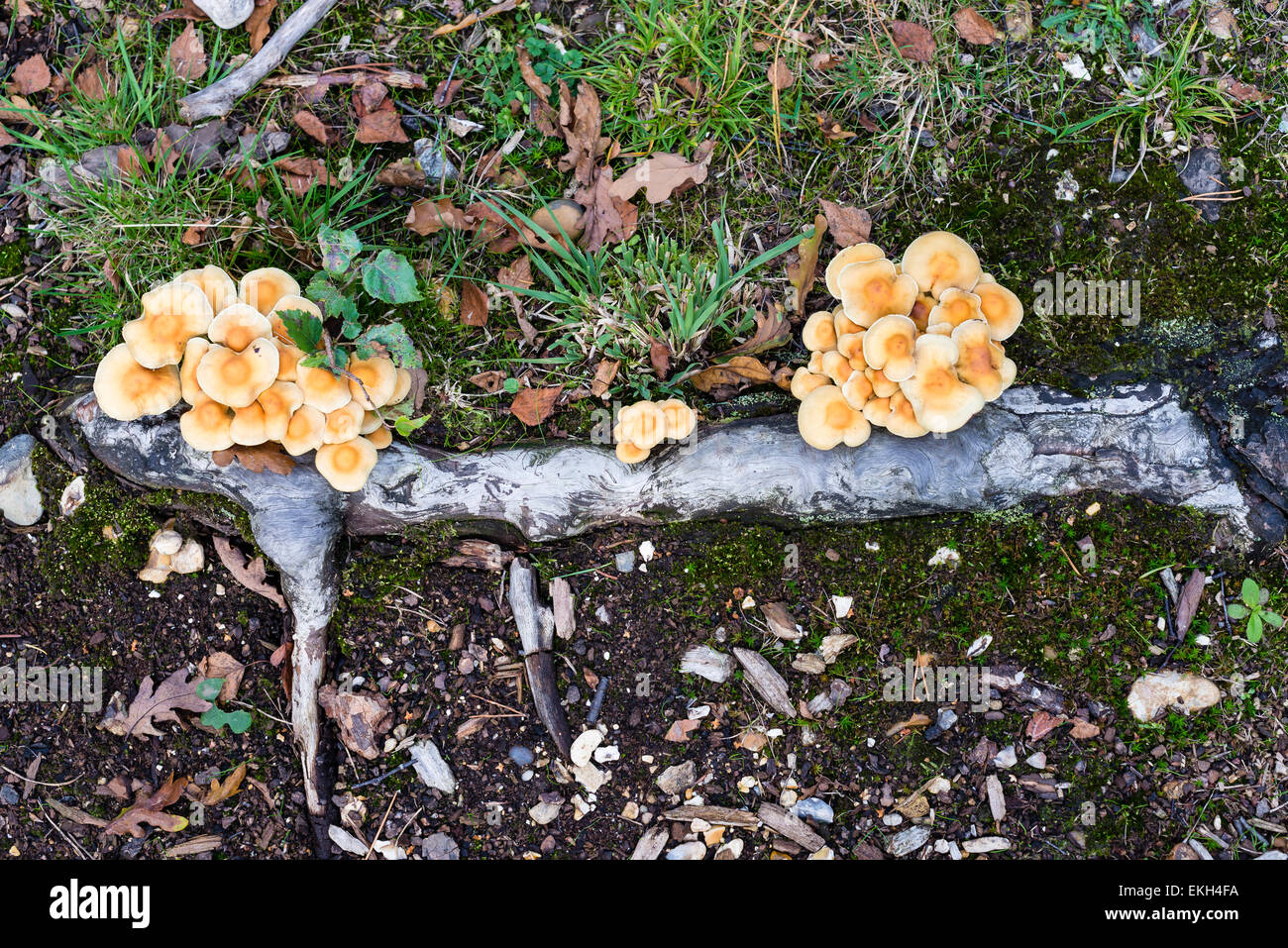 Root fungus hi-res stock photography and images - Alamy