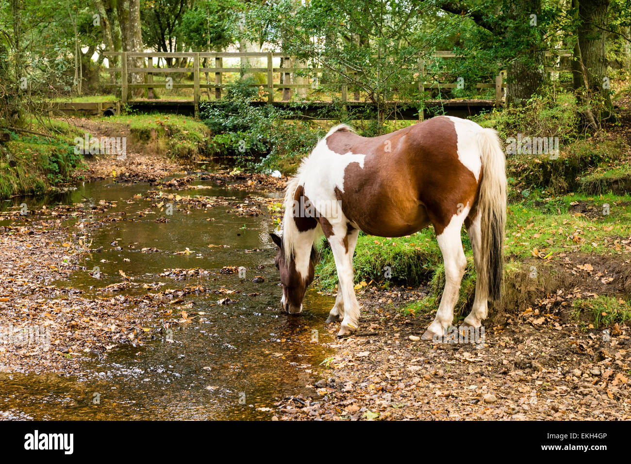 New forest pony drinking from hi-res stock photography and images - Alamy