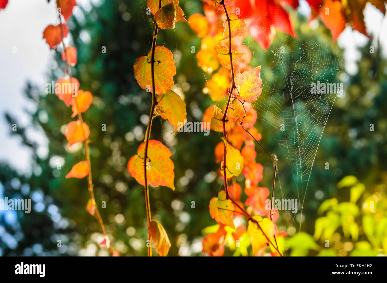 Golden autumn leaves of climbing plant with the spider net spread ...