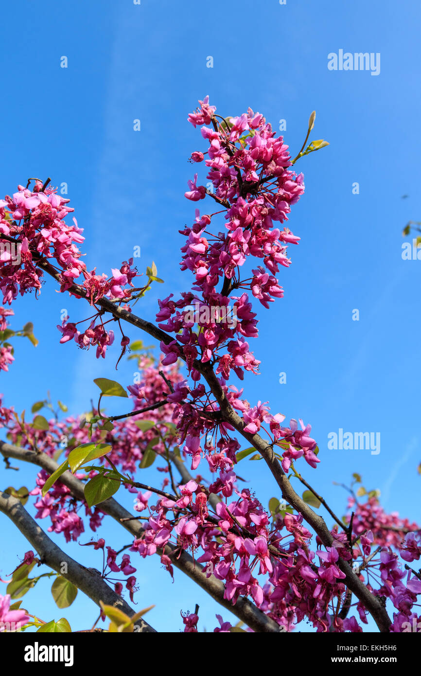 Oklahoma spring hi-res stock photography and images - Alamy