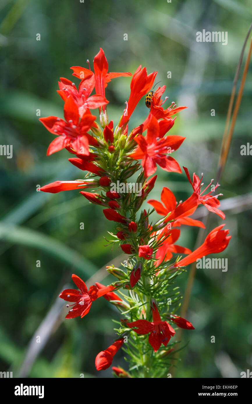 Standing Cyprus (Ipomopsis rubra) also known as Texas plume, Red Texas ...