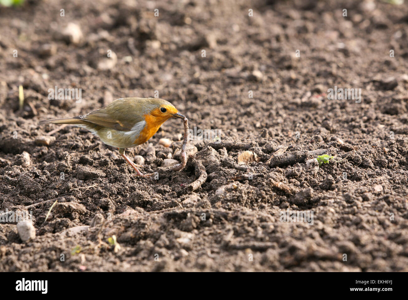 Robin Eating Worms In Dirt