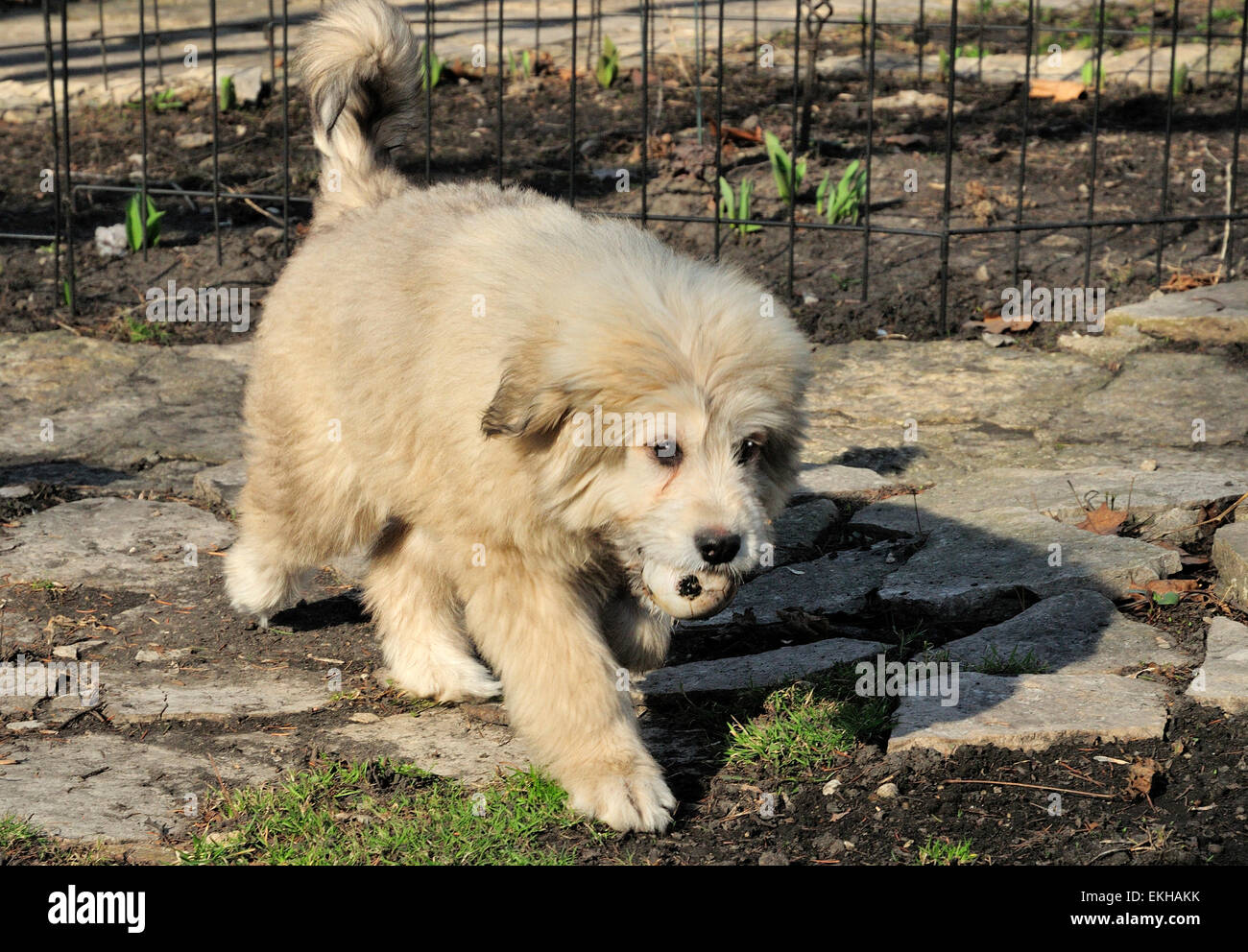 Great pyrenees mix hi-res stock photography and images - Alamy