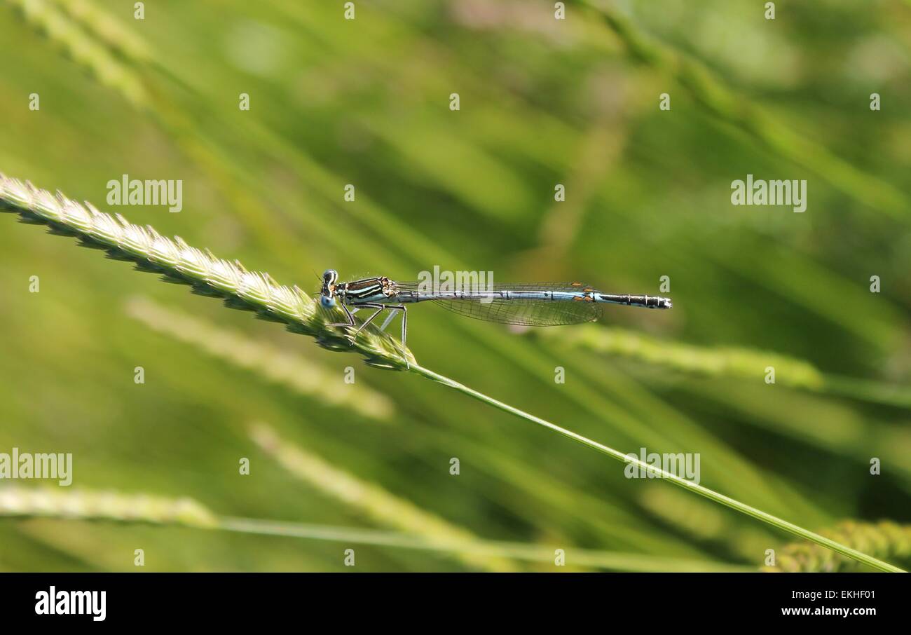 Blue damsel dragonfly Stock Photo - Alamy