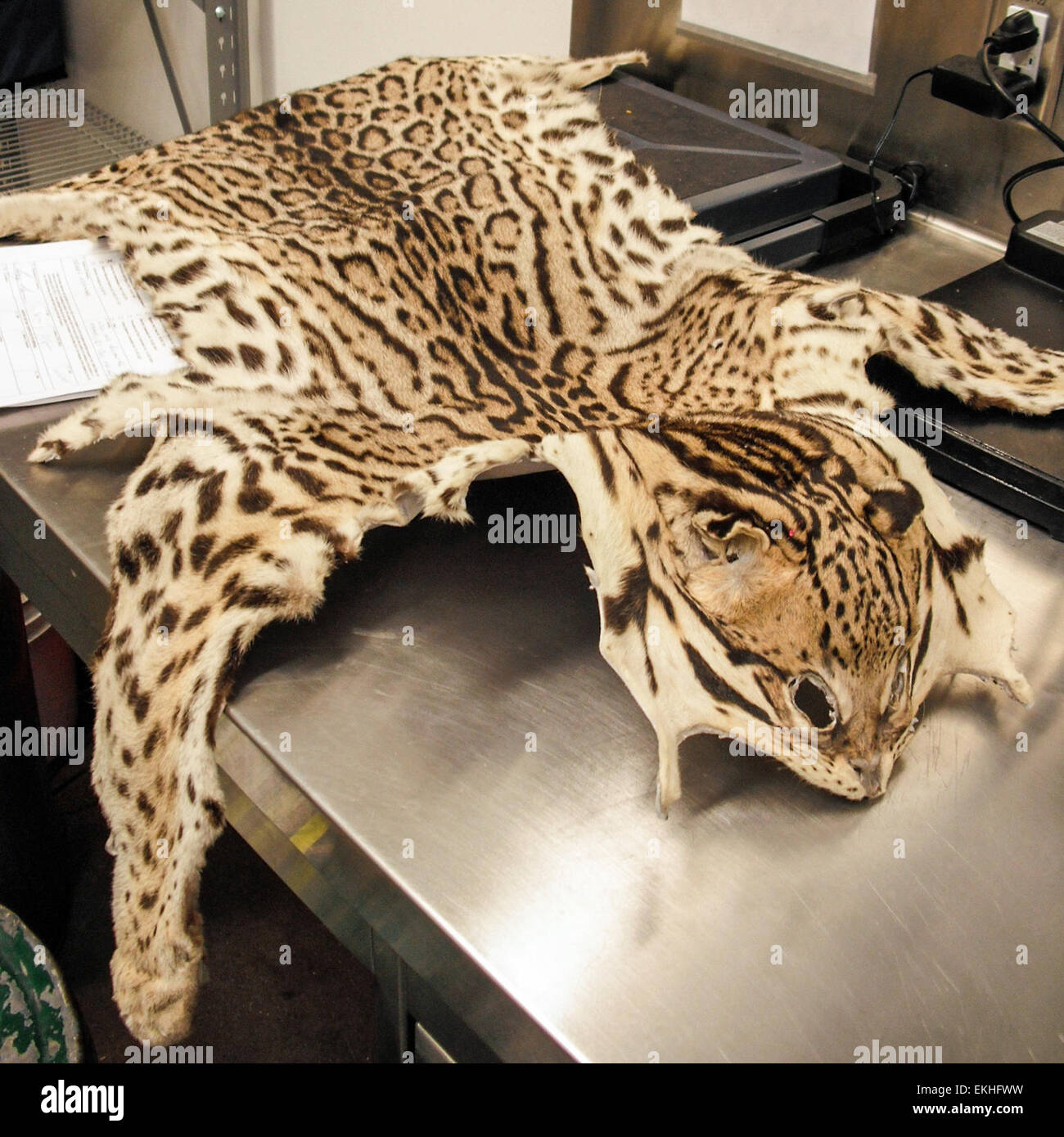 Large ocelot hi-res stock photography and images - Alamy