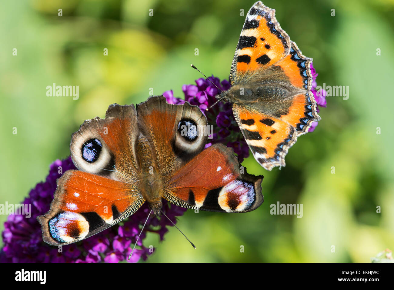 Two butterflies, a Peacock and a Small Tortoise Shell on a purple ...