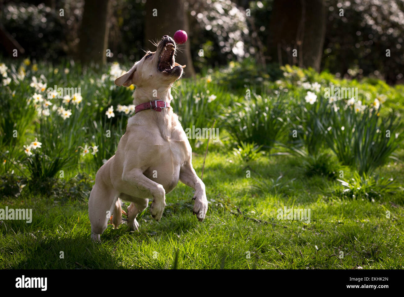 Manchester, UK. 8th April, 2015. UK Weather: Lightoaks Park , Salford ...