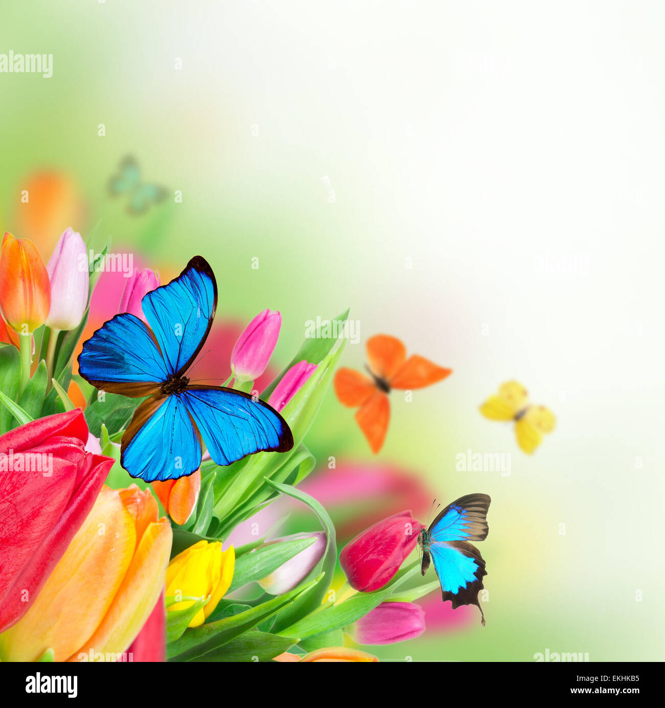Beautiful bouquet of colorful tulips flowers with exotics butterfliers ...
