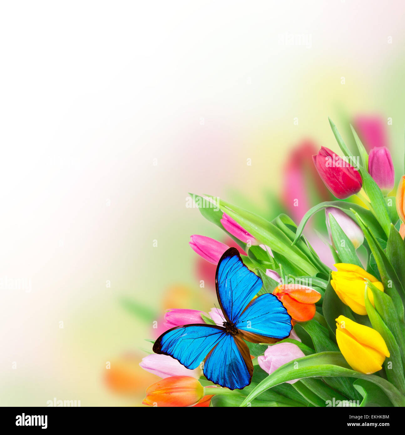 Beautiful bouquet of colorful tulips flowers with exotics butterfliers ...