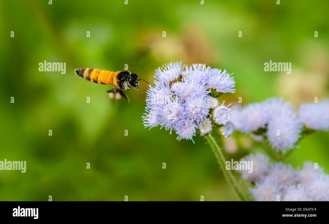 Apis cerana indica hi-res stock photography and images - Alamy