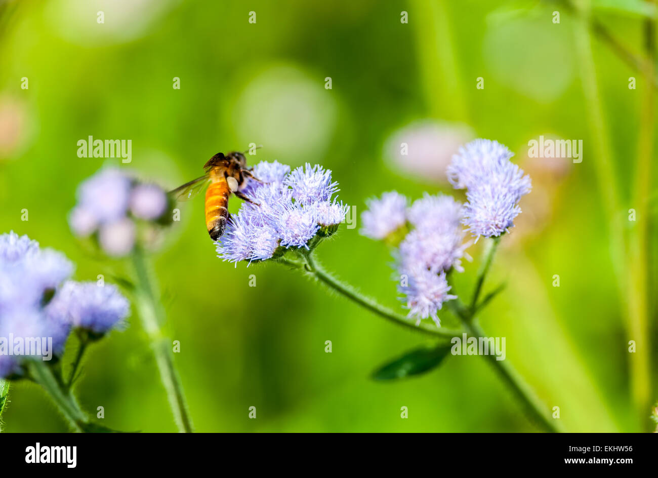 Bee insect flower hi-res stock photography and images - Alamy