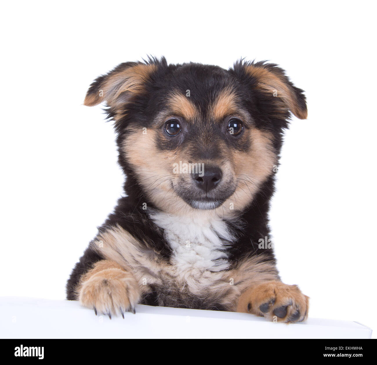Cute puppy isolated on white background Stock Photo - Alamy