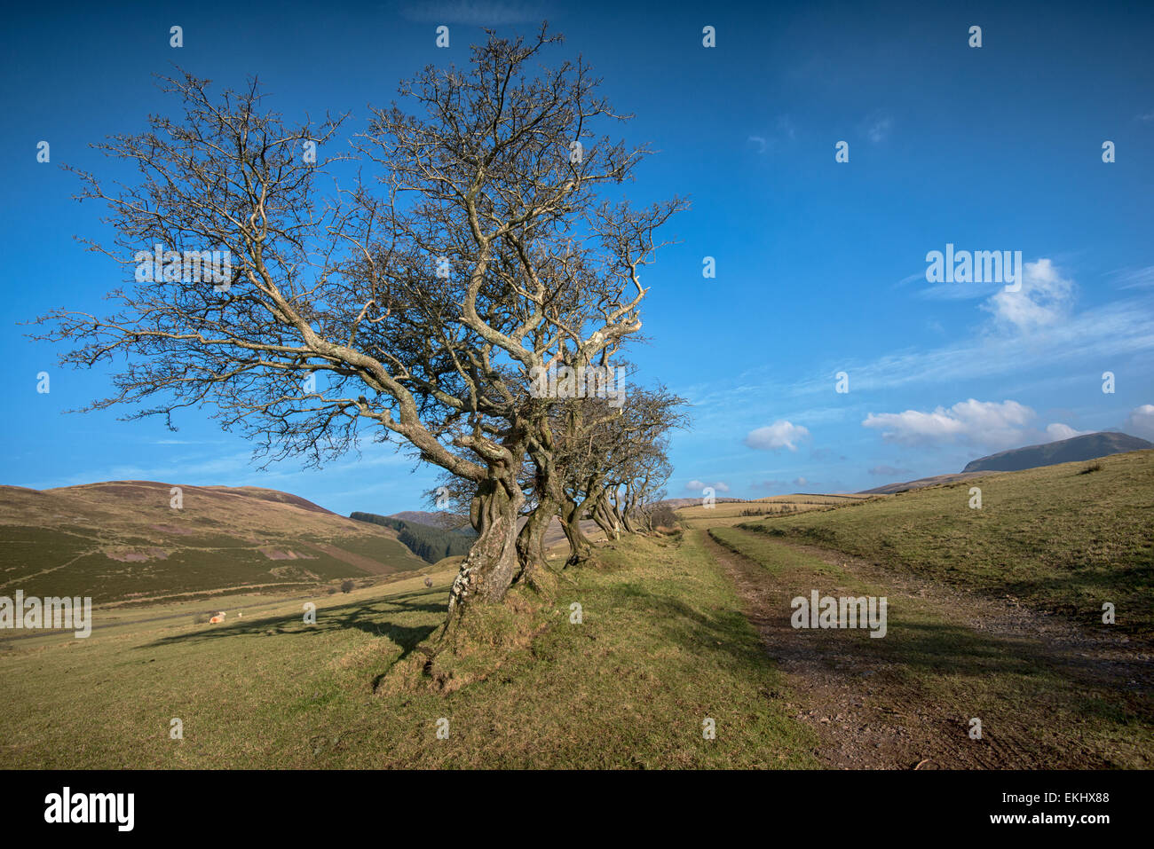 A line of scrawny trees lining a path at Croasdale, Cumbria, England ...