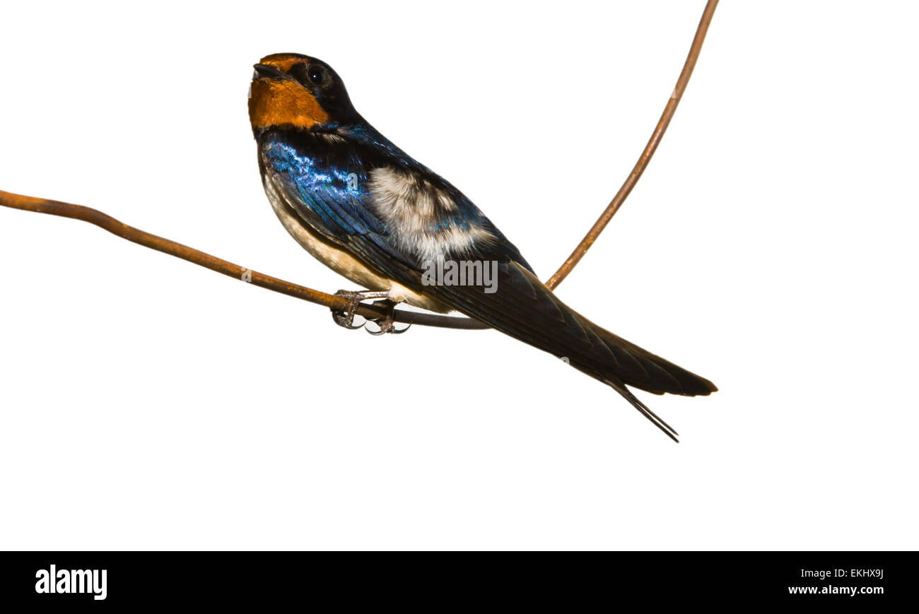 Hirundo rustica or Barn Swallow perched on a wire over white background ...