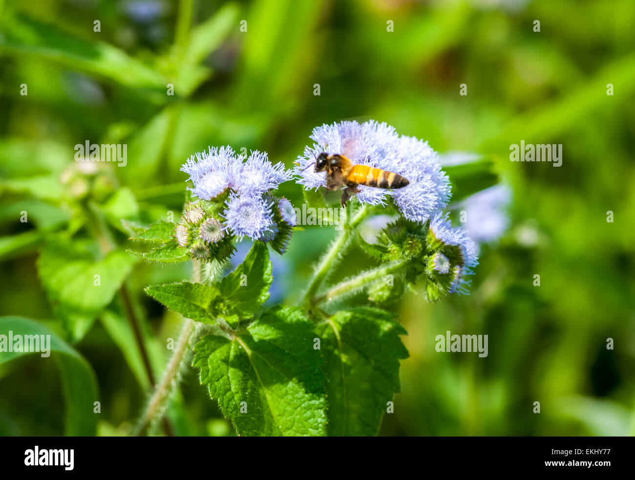 Apis cerana indica,Indian honey bee, Insect, flying and hovering above ...