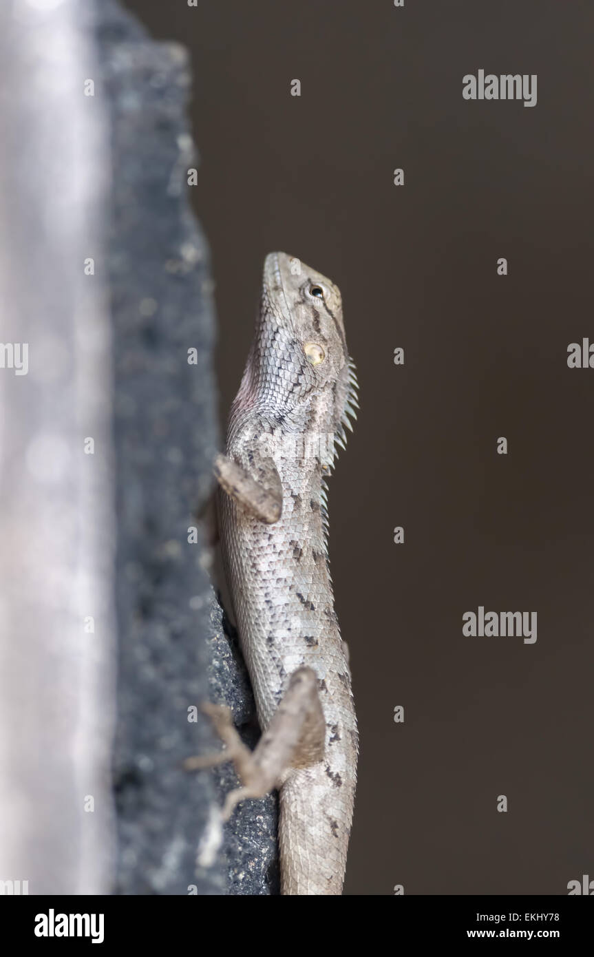 Spine lizard hi-res stock photography and images - Alamy