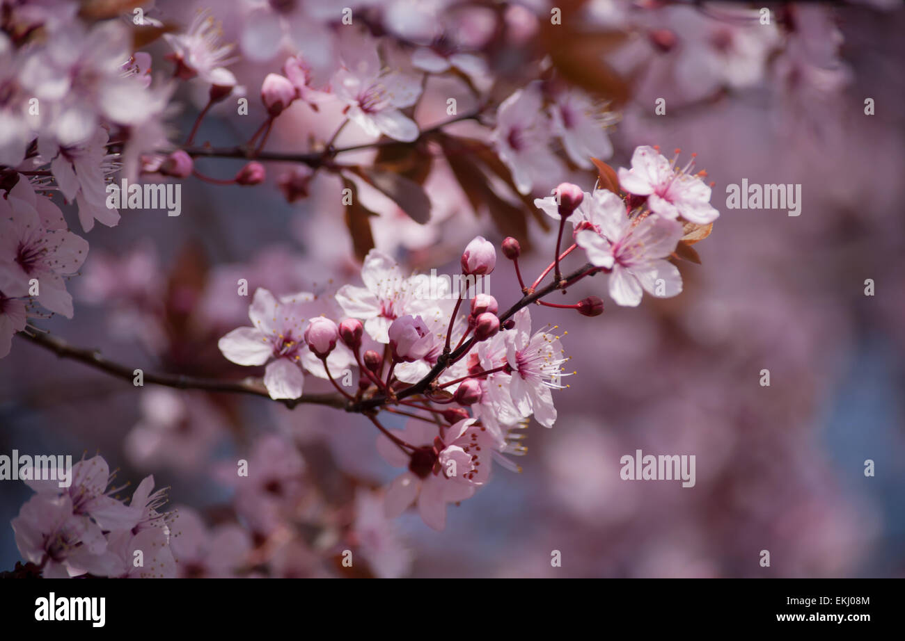 Pink Cherry blossom Stock Photo - Alamy