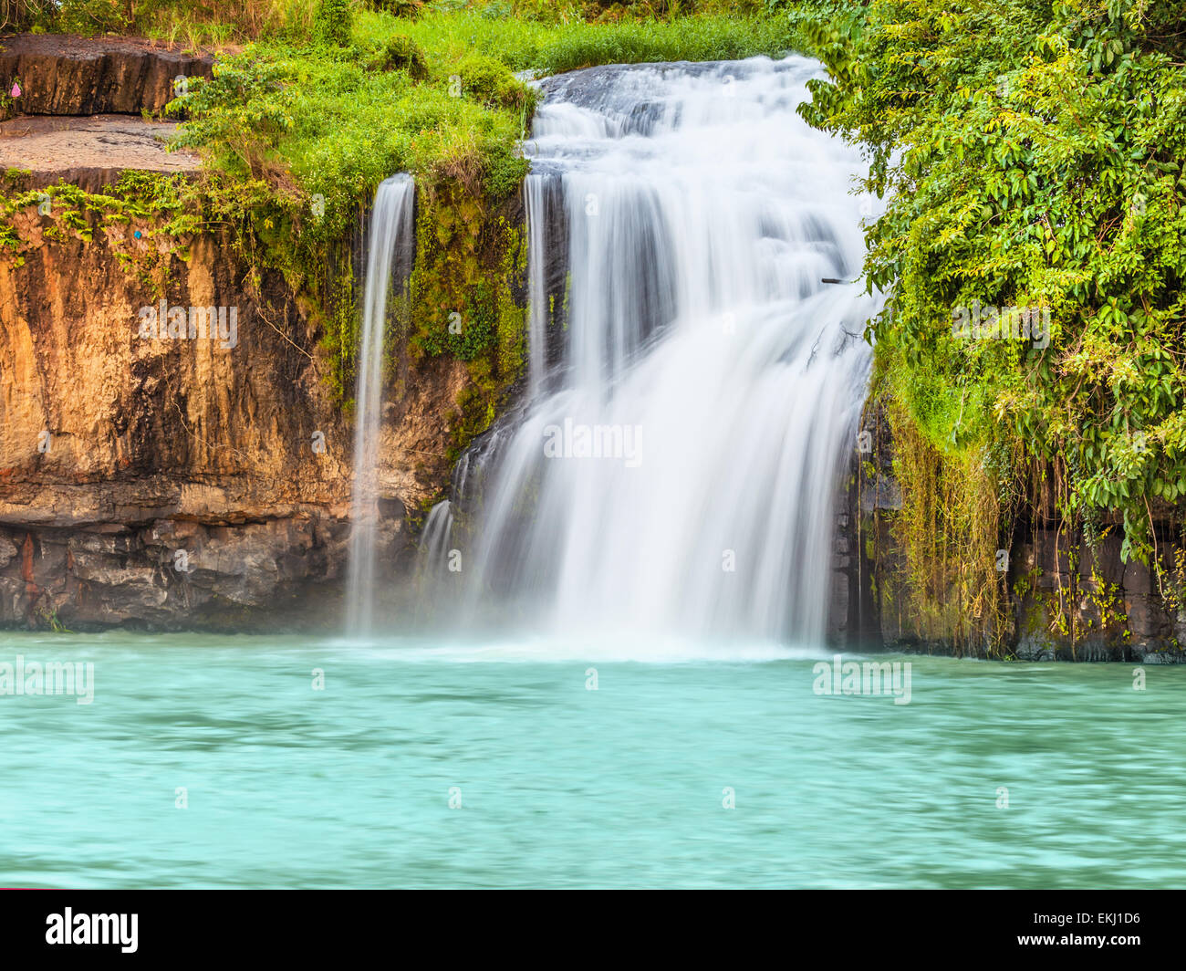 Sap tree hi-res stock photography and images - Alamy