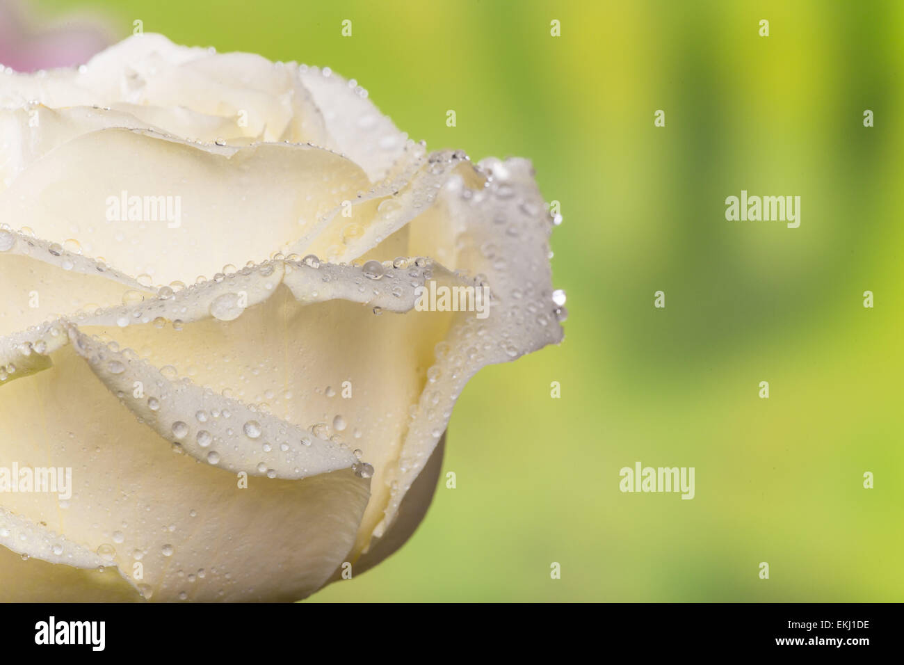 Natural tint yellow roses background, close-up Stock Photo - Alamy