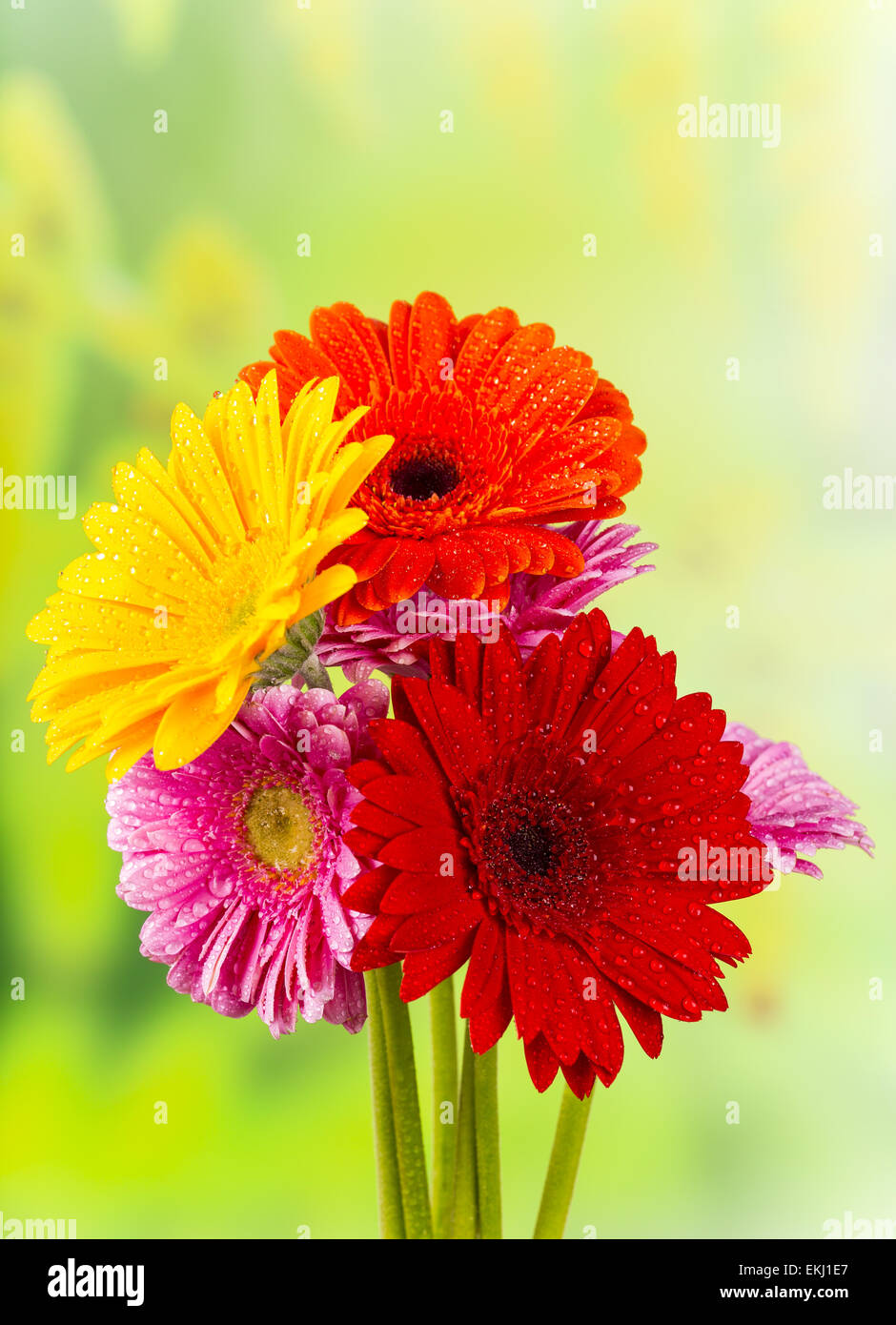 Colored gerber flower, close-up Stock Photo - Alamy