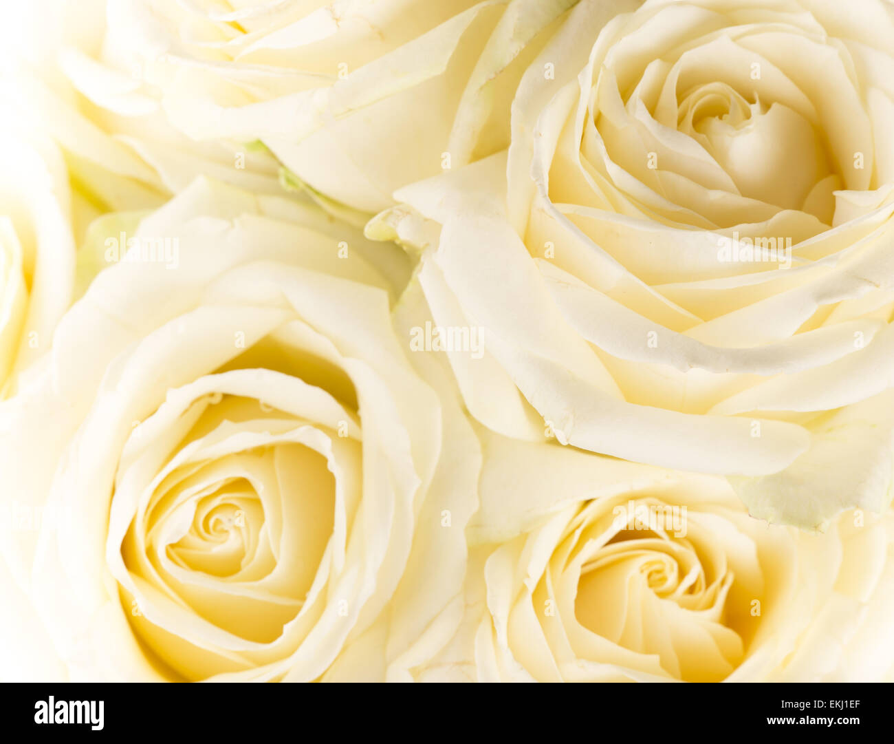 Tint Yellow High Resolution Stock Photography and Images - Alamy