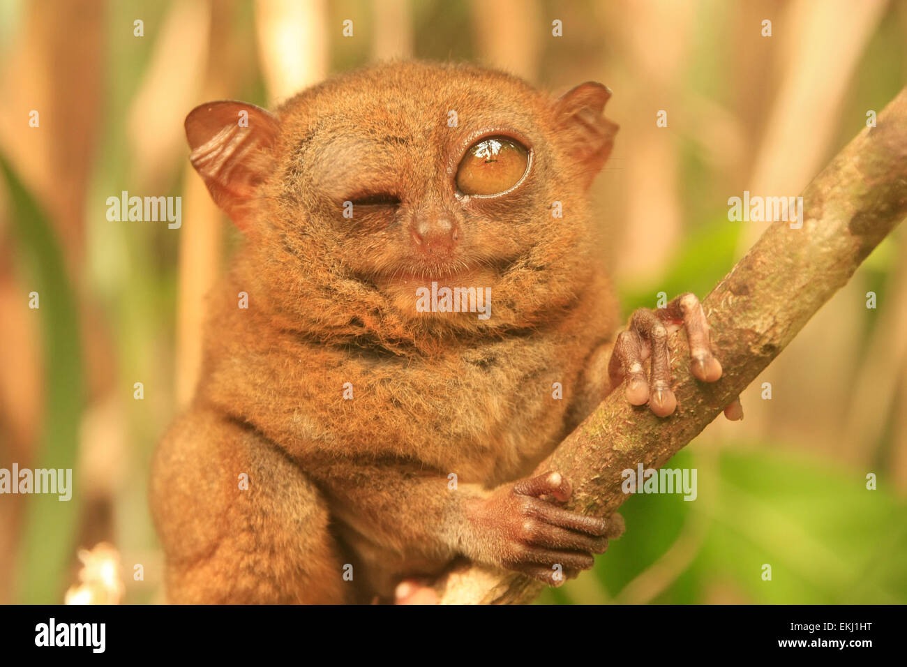 Tarsier sitting on a tree, Bohol island, Philippines, Southeast Asia ...