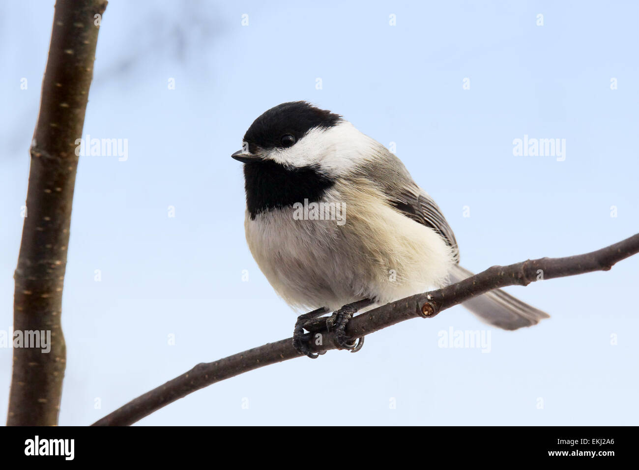 Black-capped chickadee, Poecile atricapilla, holding sunflower seed ...