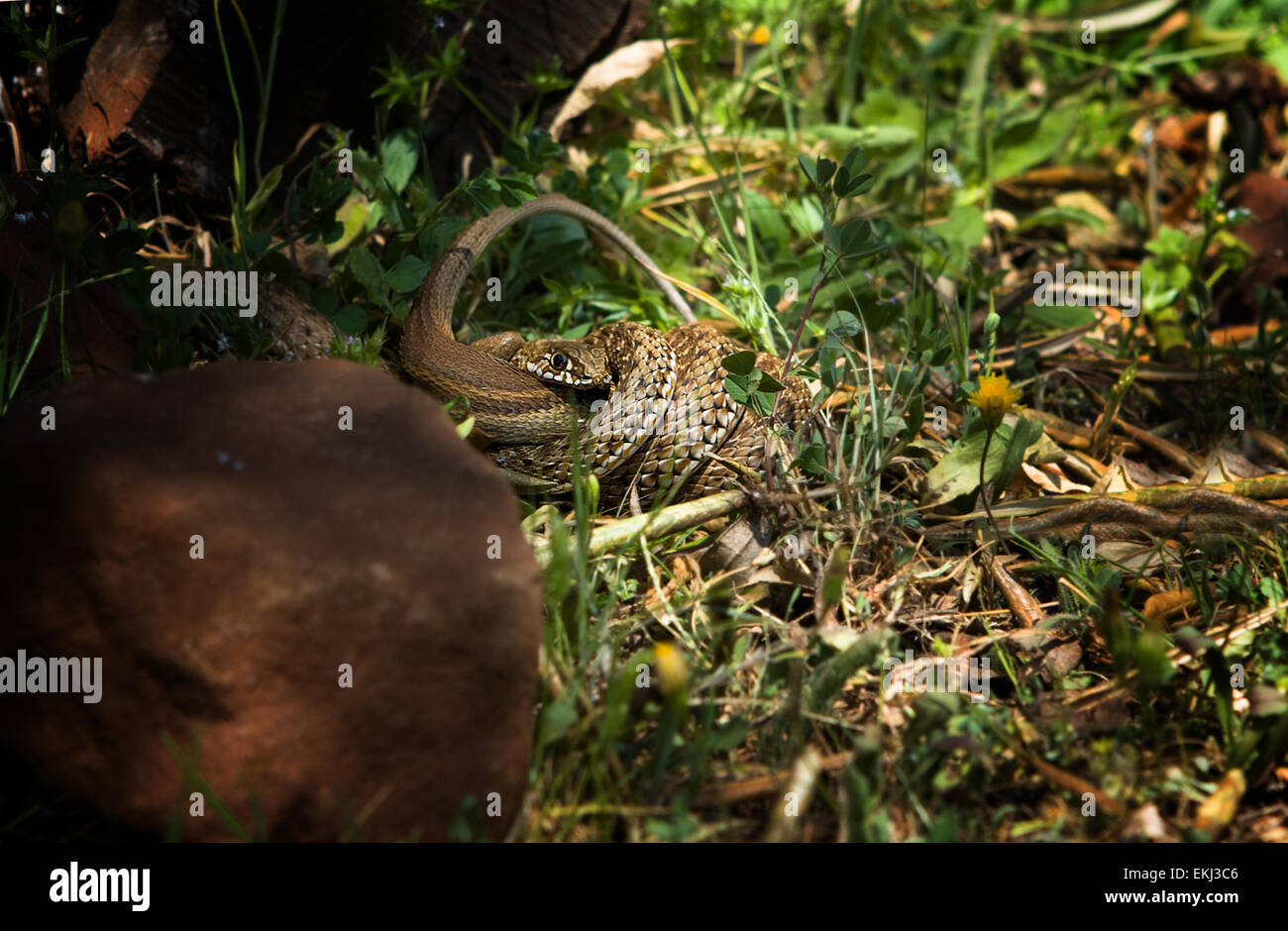 Snake attacking a lizard, Alor Mountain Range, Extremadura, Spain Stock ...