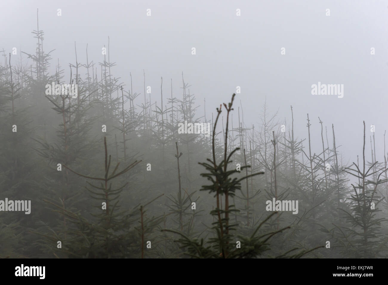 Outline of the top of a forest in the mist on Dent, Cleator-Moor ...