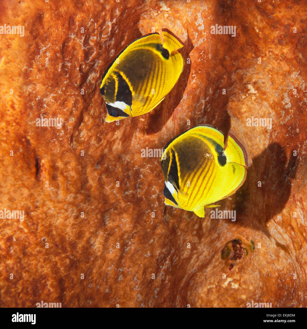 Beautiful raccoon butterflyfish in hi-res stock photography and images ...