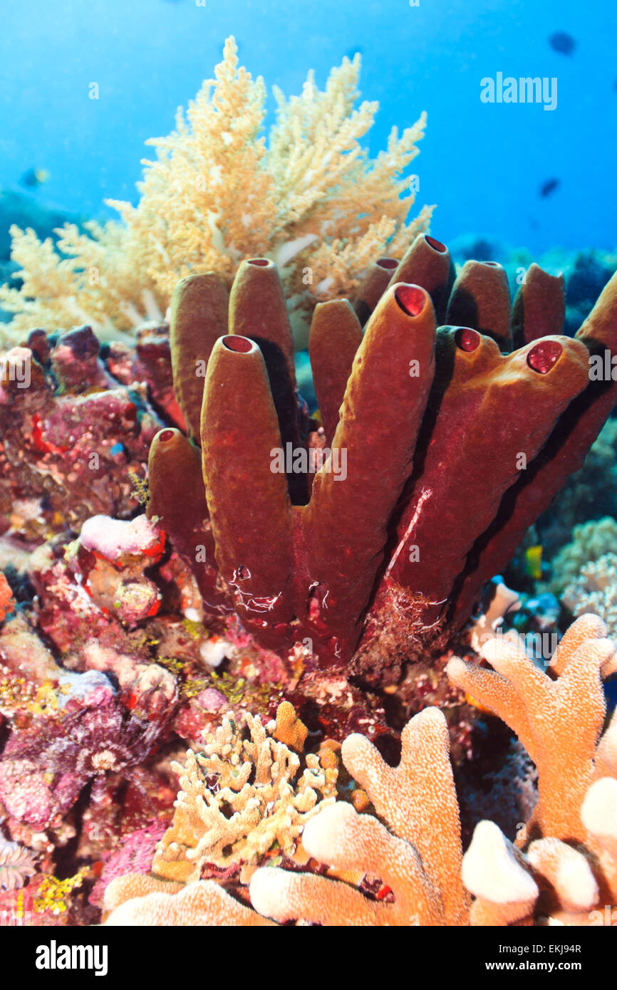 Blue tube sponge hi-res stock photography and images - Alamy